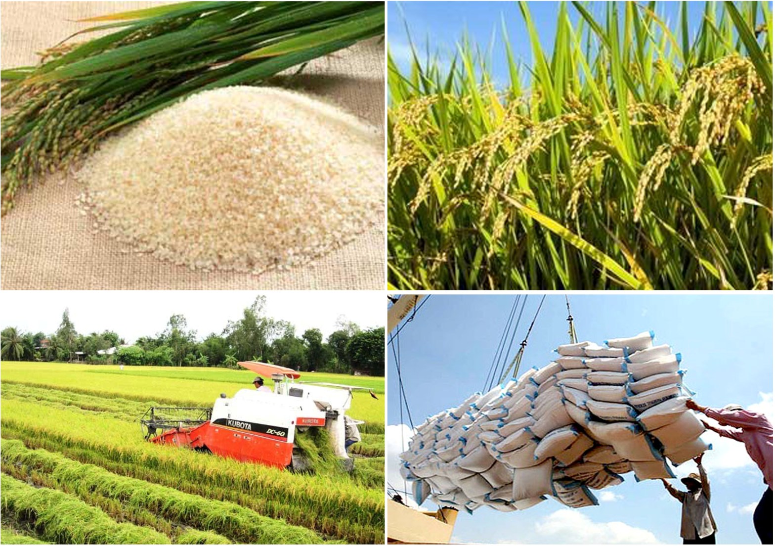 Efforts pour porter les exportations de riz à 7 millions de tonnes en ...