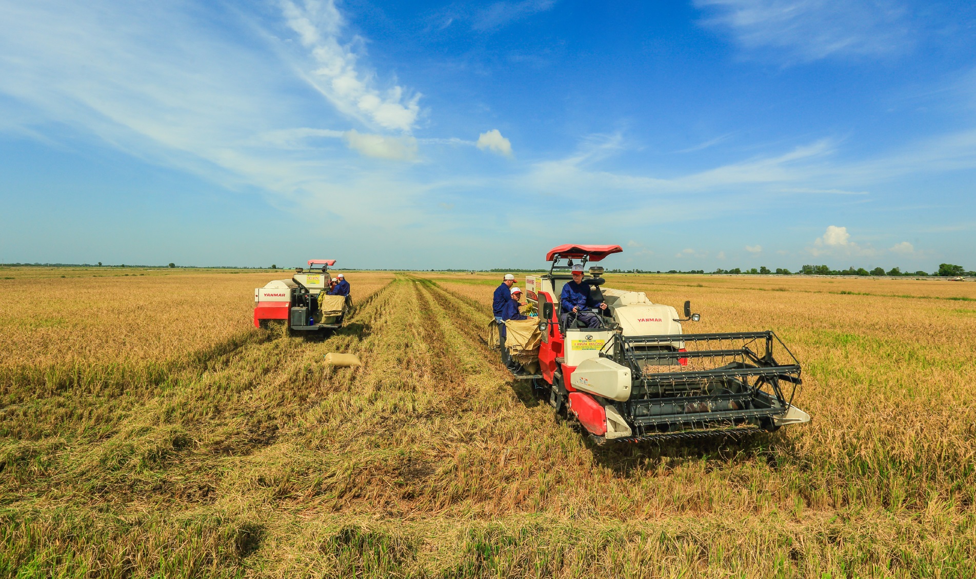 NEW CHALLENGES AND OPPORTUNITIES FOR VIETNAM’S RICE EXPORTS – Mega Story