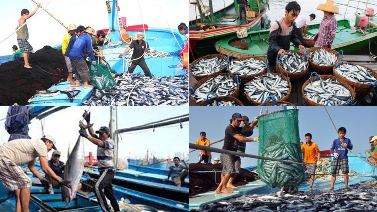 REMOVING IUU YELLOW CARD – OPPORTUNITY VIETNAM SHOULD NOT MISS – Mega Story