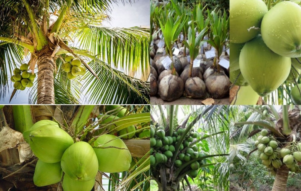 COCONUT INDUSTRY MOVES TOWARDS SUSTAINABLE DEVELOPMENT – Mega Story
