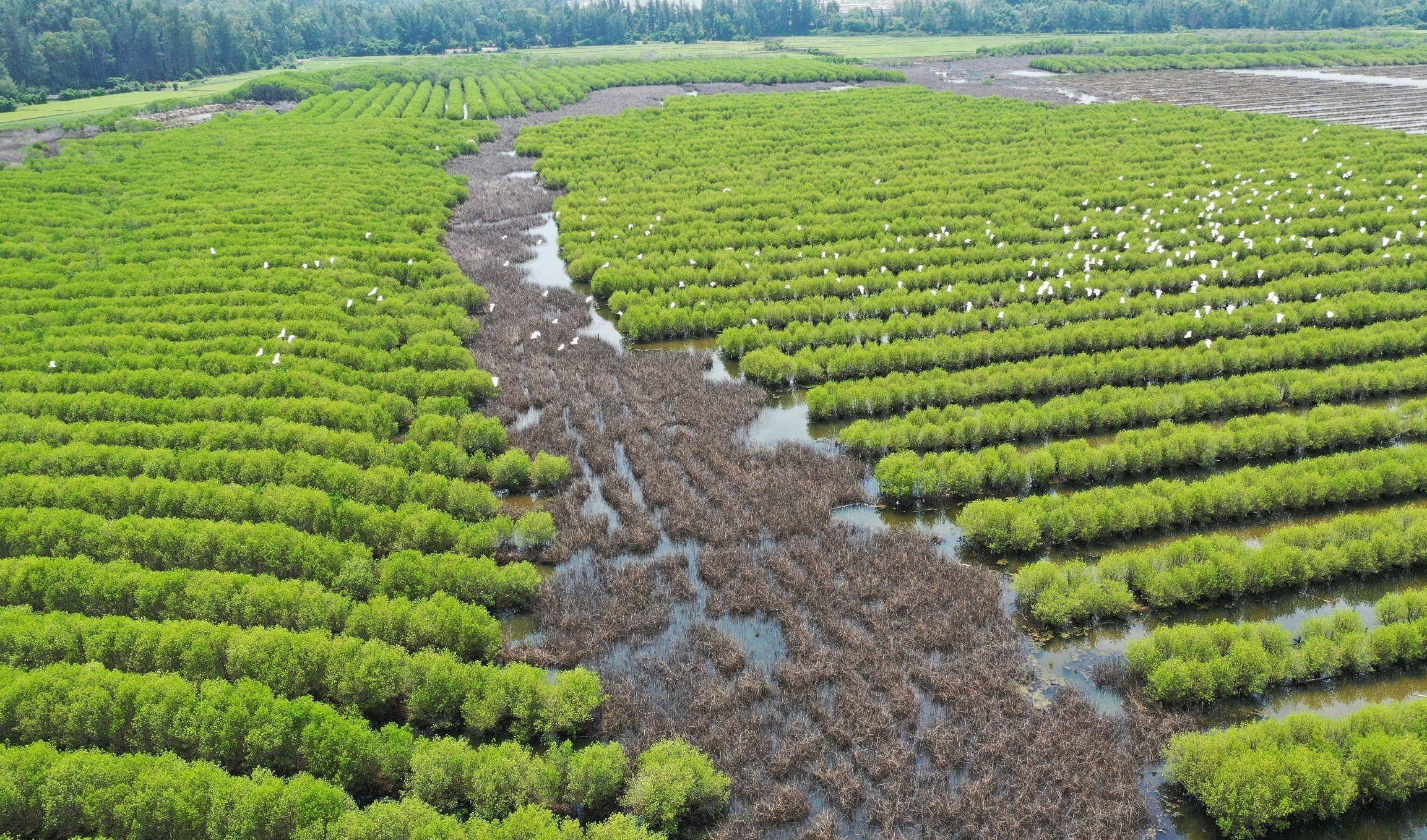 REVIVING ‘GREEN BELT’ IN SOUTH-CENTRAL REGION – Mega Story